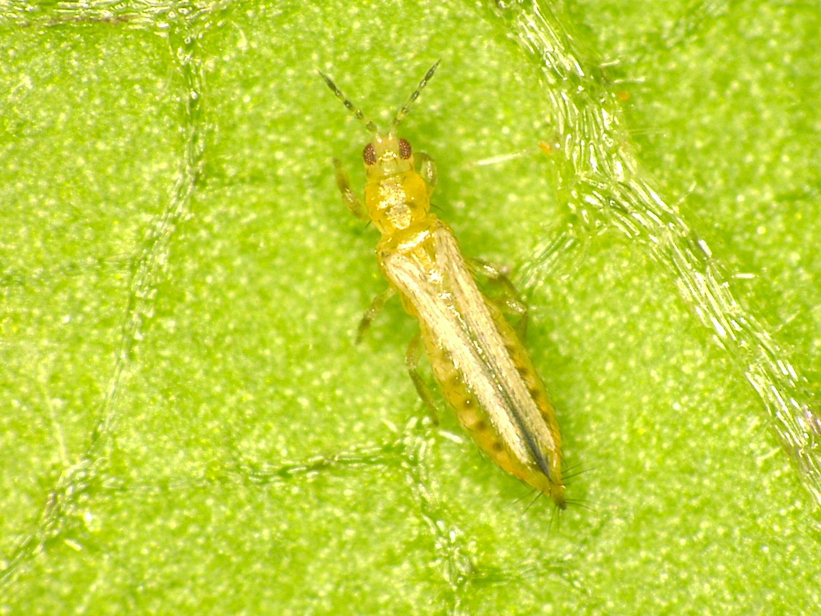 モロヘイヤ（種） | 育て方 | OATアグリオ オウンドメディアサイト